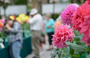 England RHS Badminton Flower Show 2026 and The Beautiful