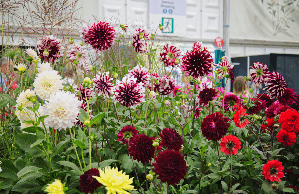 England RHS Badminton Flower Show 2026 and The Beautiful